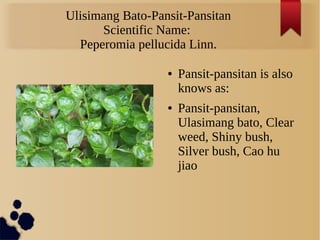 Ulasimang Bato Pansit Pansitan (peperomia Pellucida)