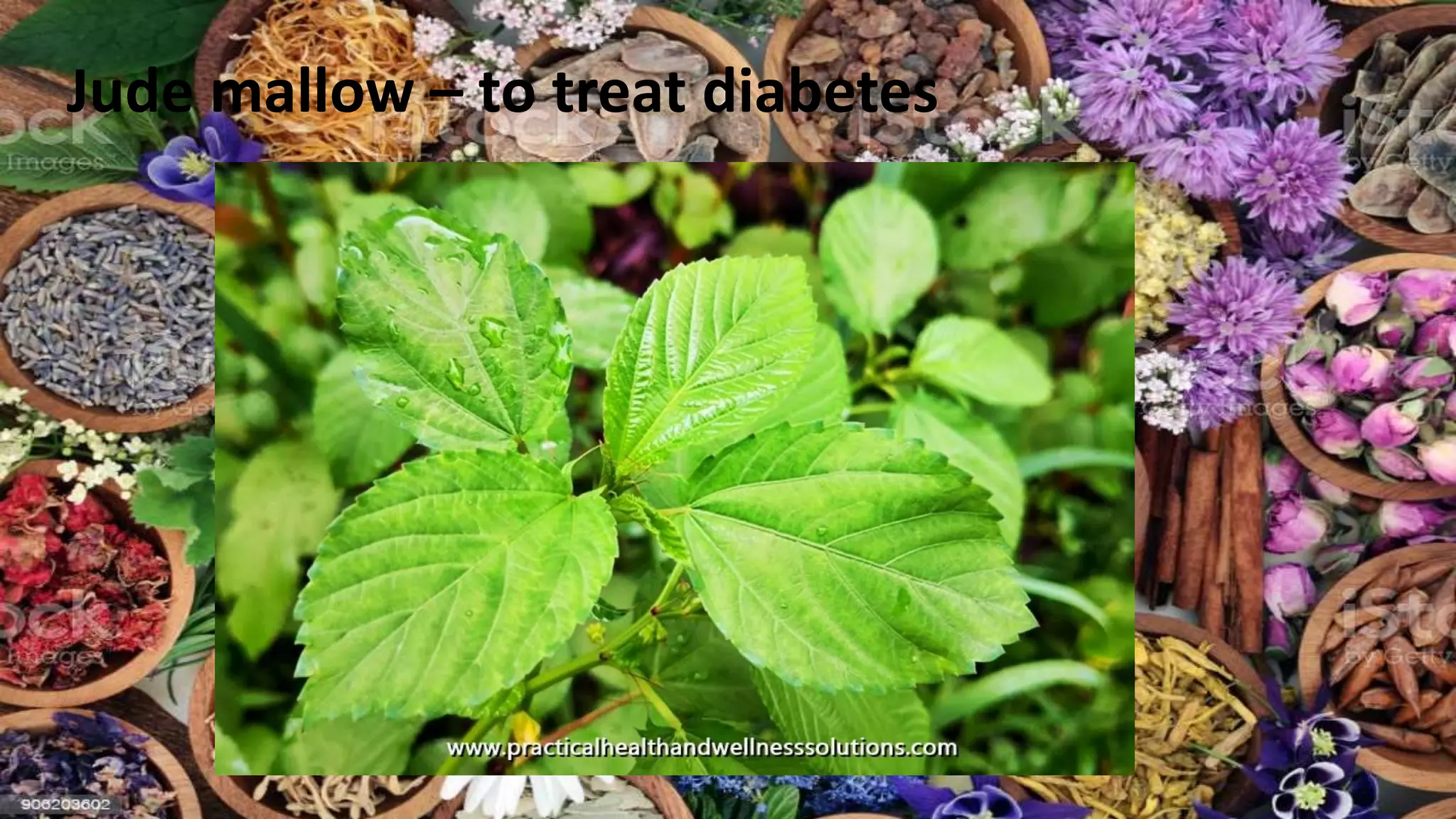 Herbal Medicine | PPT