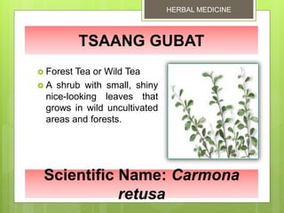 Herbal Medicines_Legor R. Martinez.pptx