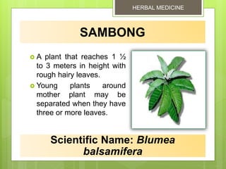 Herbal Medicines_Legor R. Martinez.pptx