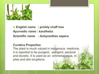 Herbal plant presentation | PPT | Free Download