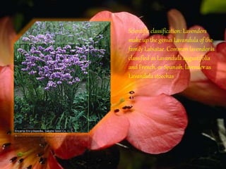 Herbal plants | PPTX