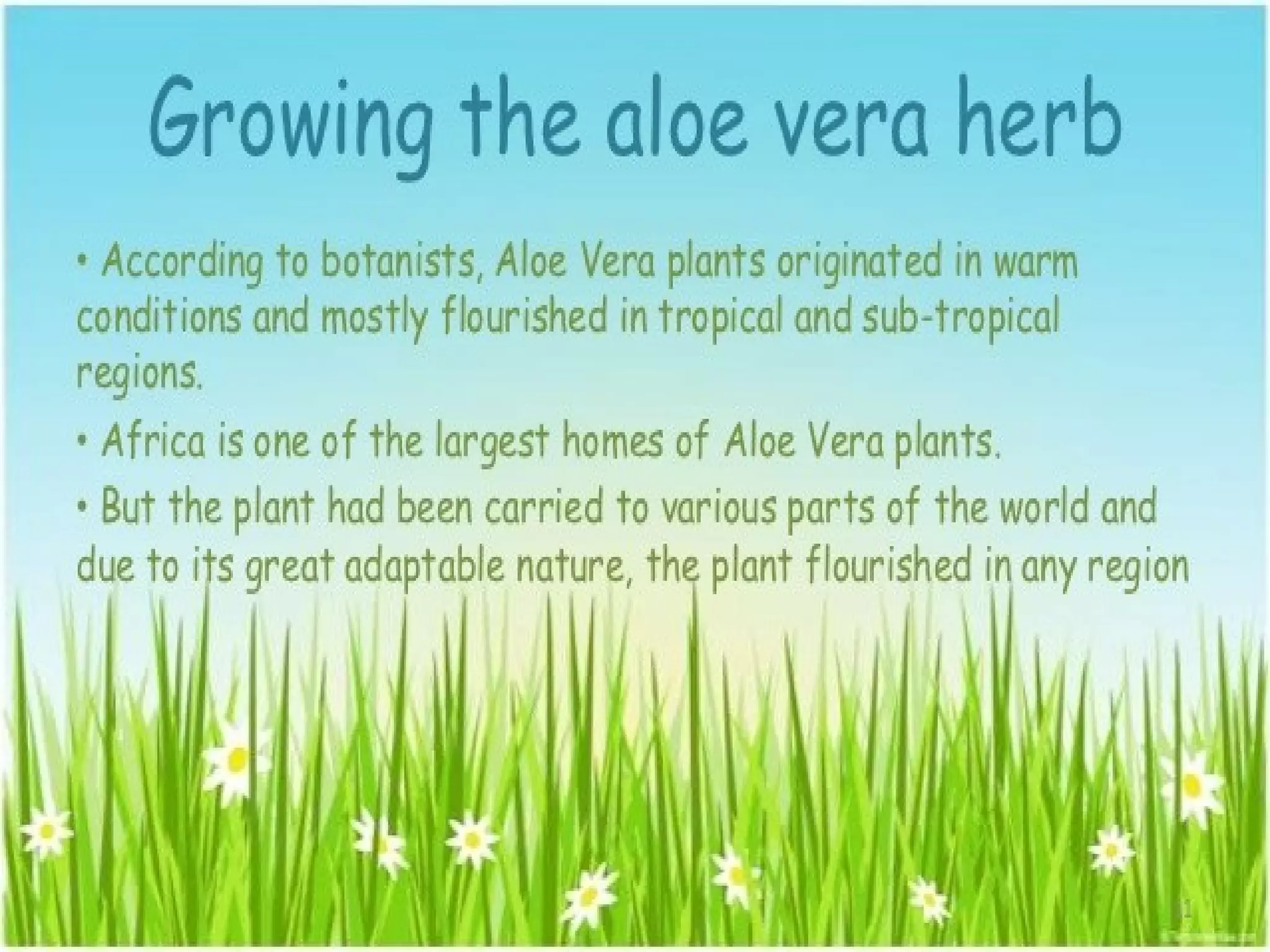 Herbal plants ppt | PPT