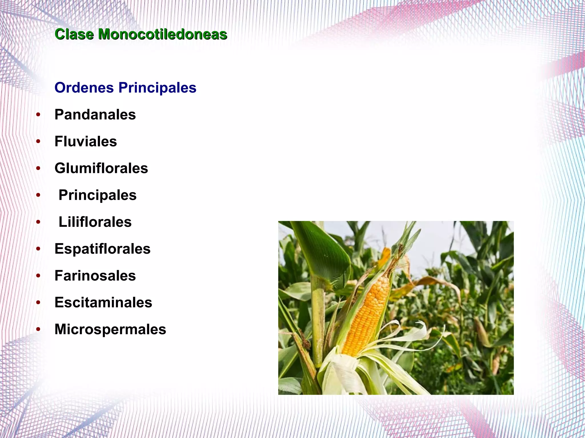 Herbario digital modif monocotiledoneas | PDF