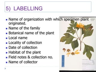 Herbarium | PPTX