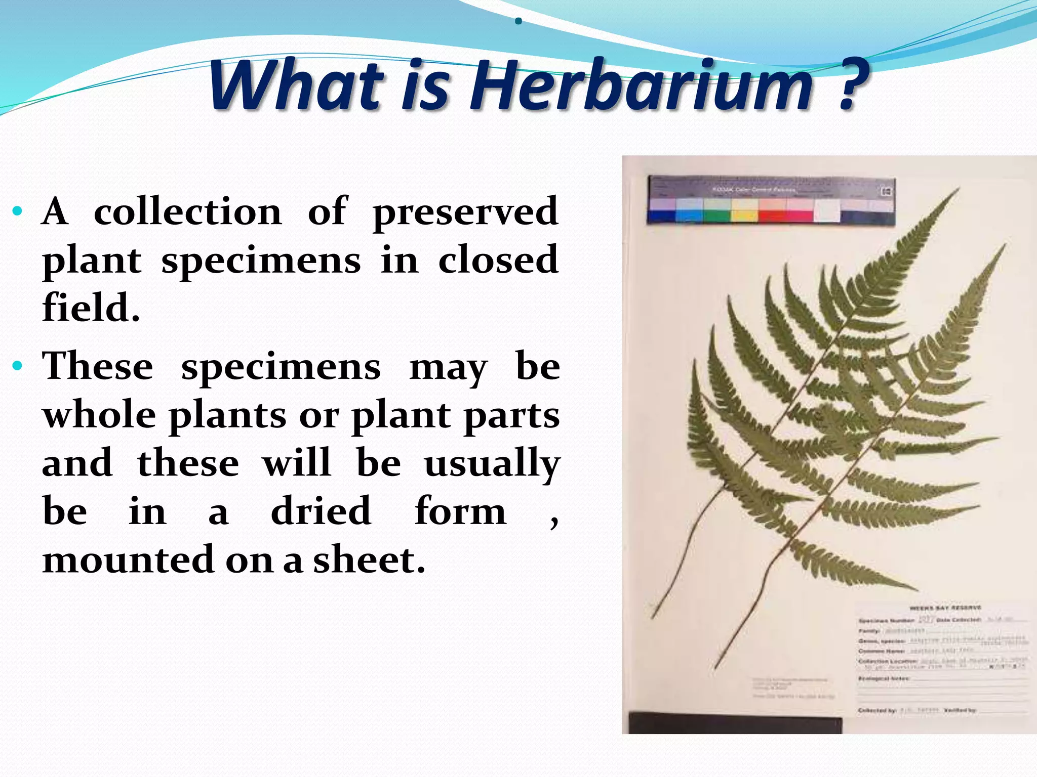 Herbarium | PPTX