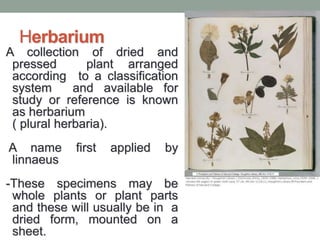 Herbarium | PPTX