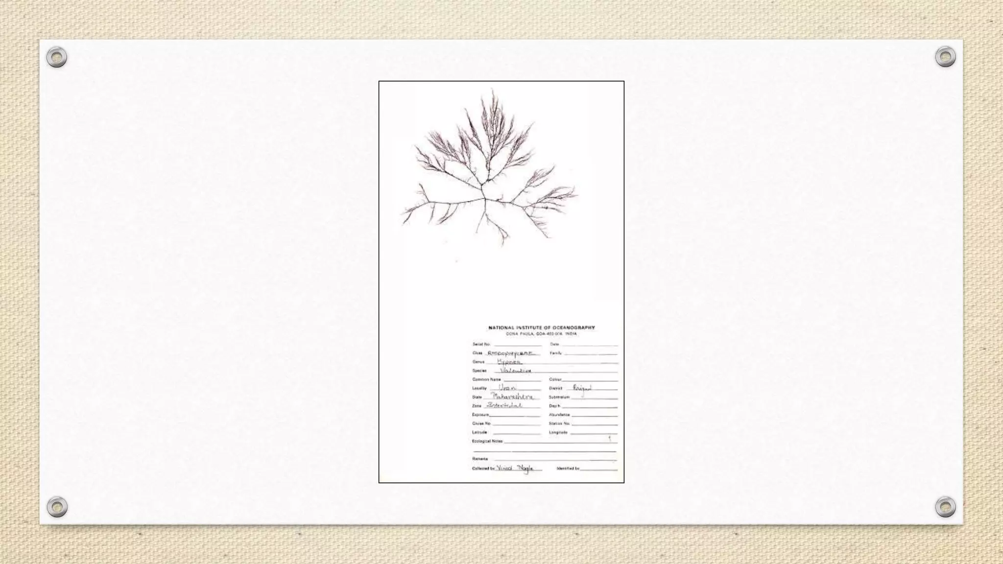 Herbarium- Concept ,types and Important | PPTX