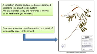 Herbarium | PPTX