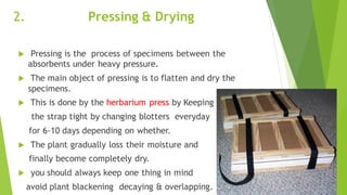 Plant Taxonomy, Herbarium tools and techaniques | PDF