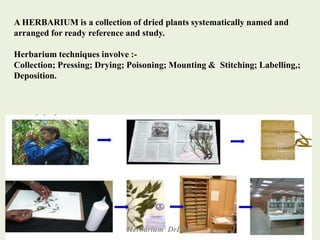 Herbarium DrDNR | PPT