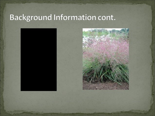 Herbarium Presentation(Final) | PPT