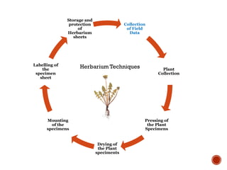 Herbarium Techniques - Methods & Importance | PDF