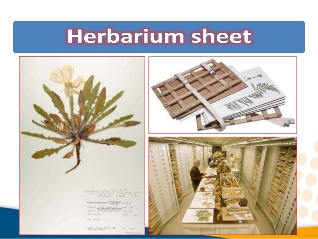 Herbarium and Botanical Garden