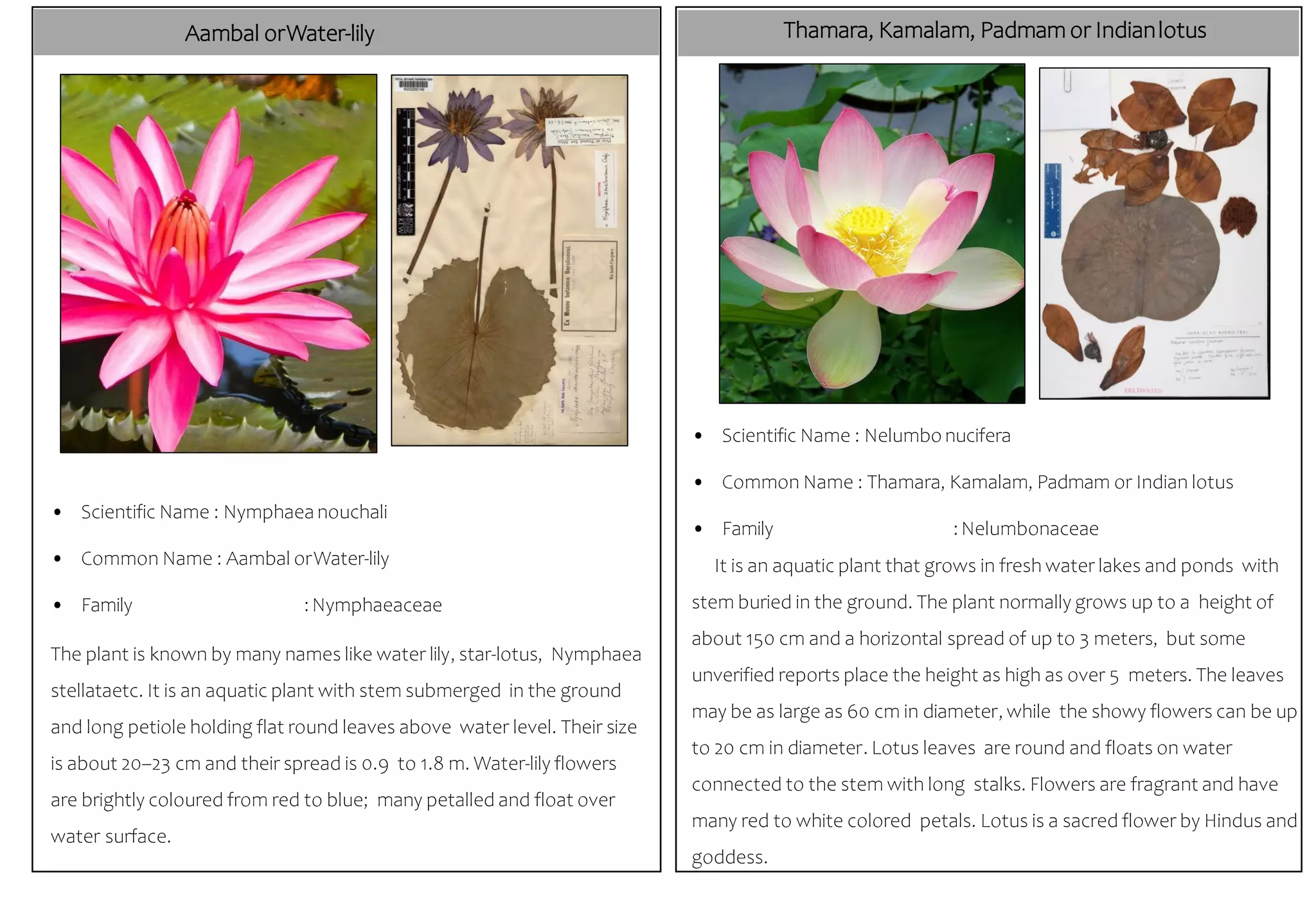 Herbarium final pdf | PDF