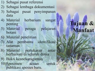 Herbarium orthosiphon | PPTX