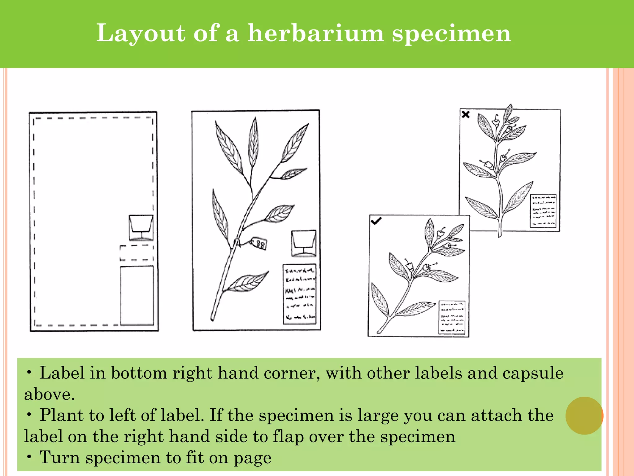 Herbarium ppt | PDF