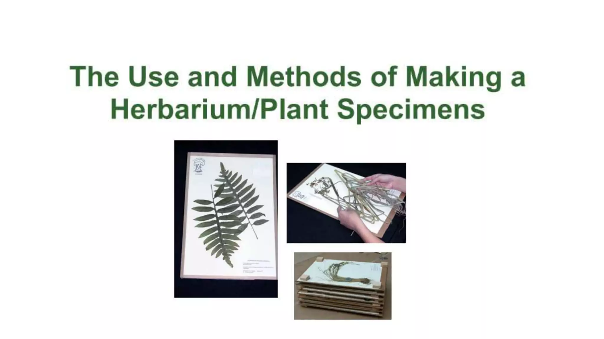 HERBARIUM SHEET MOUNTS.pptx