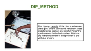 HERBARIUM SHEET MOUNTS.pptx