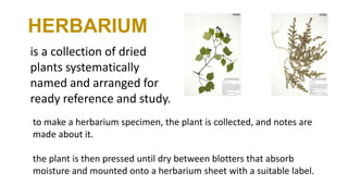 HERBARIUM SHEET MOUNTS.pptx