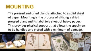 HERBARIUM SHEET MOUNTS.pptx