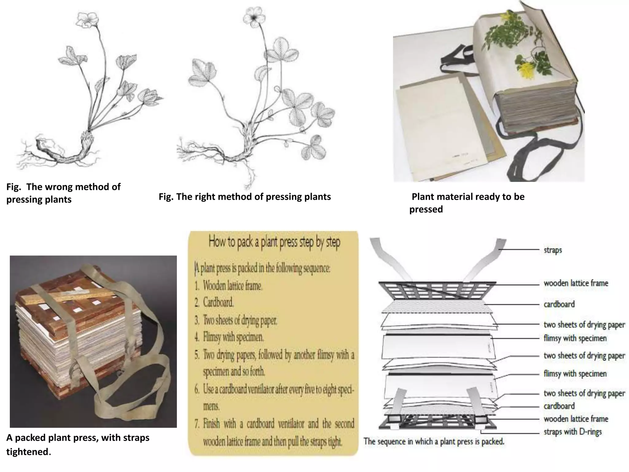 HERBARIUM TECHNIQUES.pptx