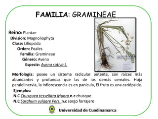 Herbarium virtual udec | PPTX