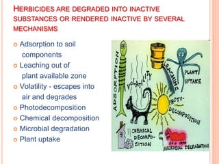 Herbicide degradation in soil and plants...... | PPT
