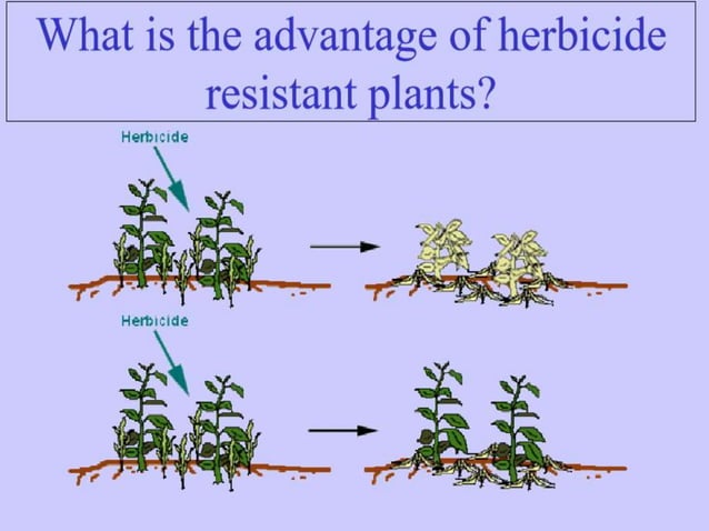 Herbicide resistance breeding | PPTX | Agriculture | Industries
