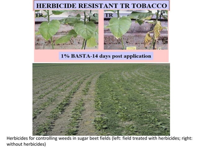 Herbicide resistance breeding | PPTX | Agriculture | Industries