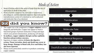 Chemical translocation & molecular fate | PPTX