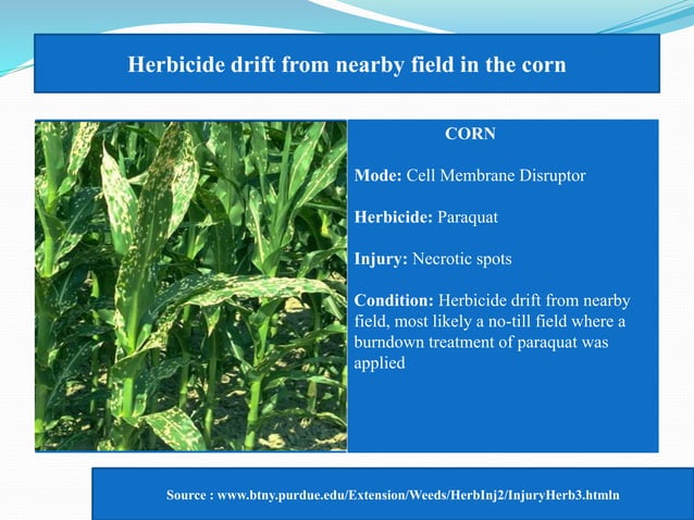 Herbicide uses and abuse | PPTX | Agriculture | Industries
