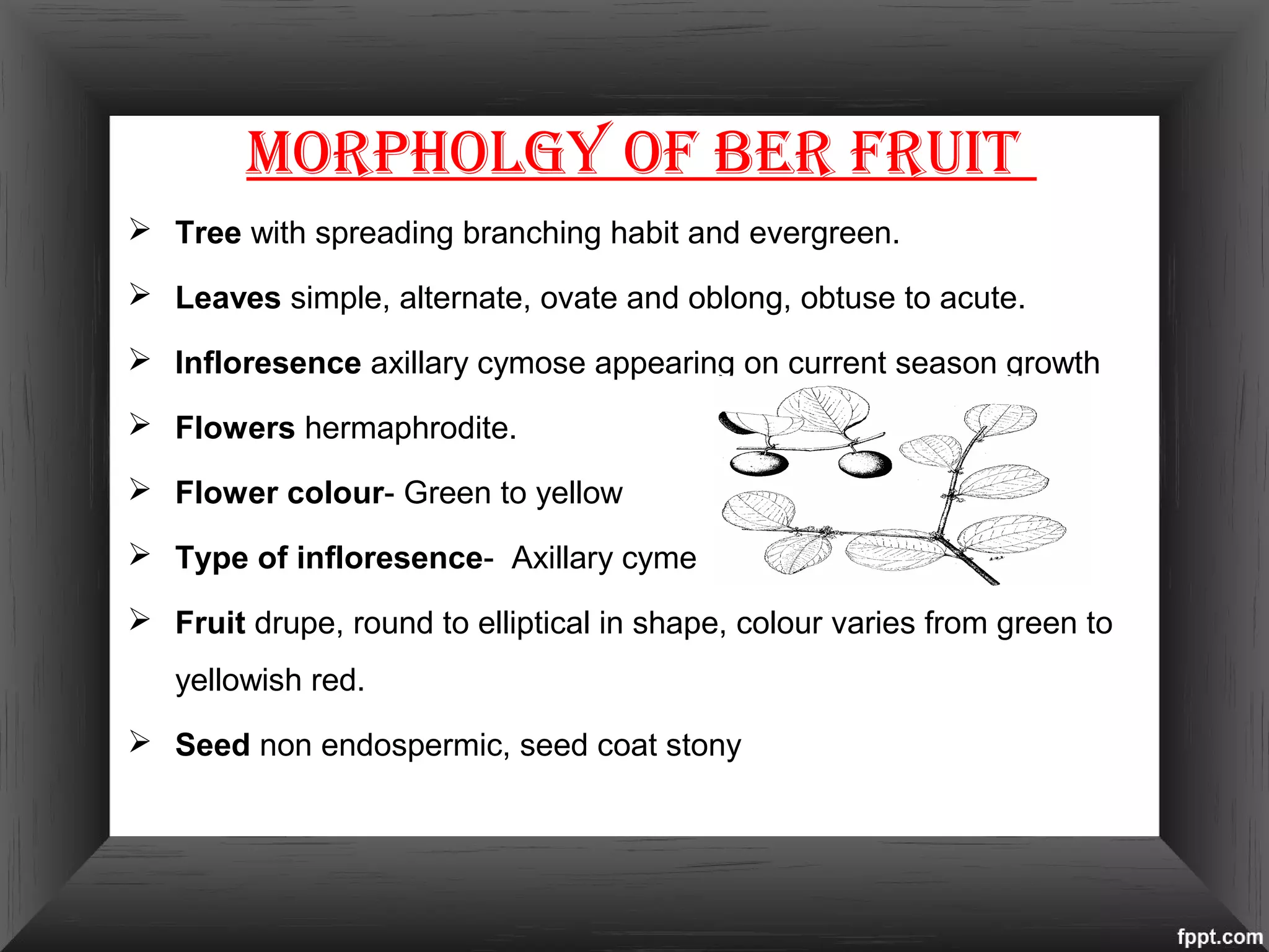 ber fruit cultivation | PPT