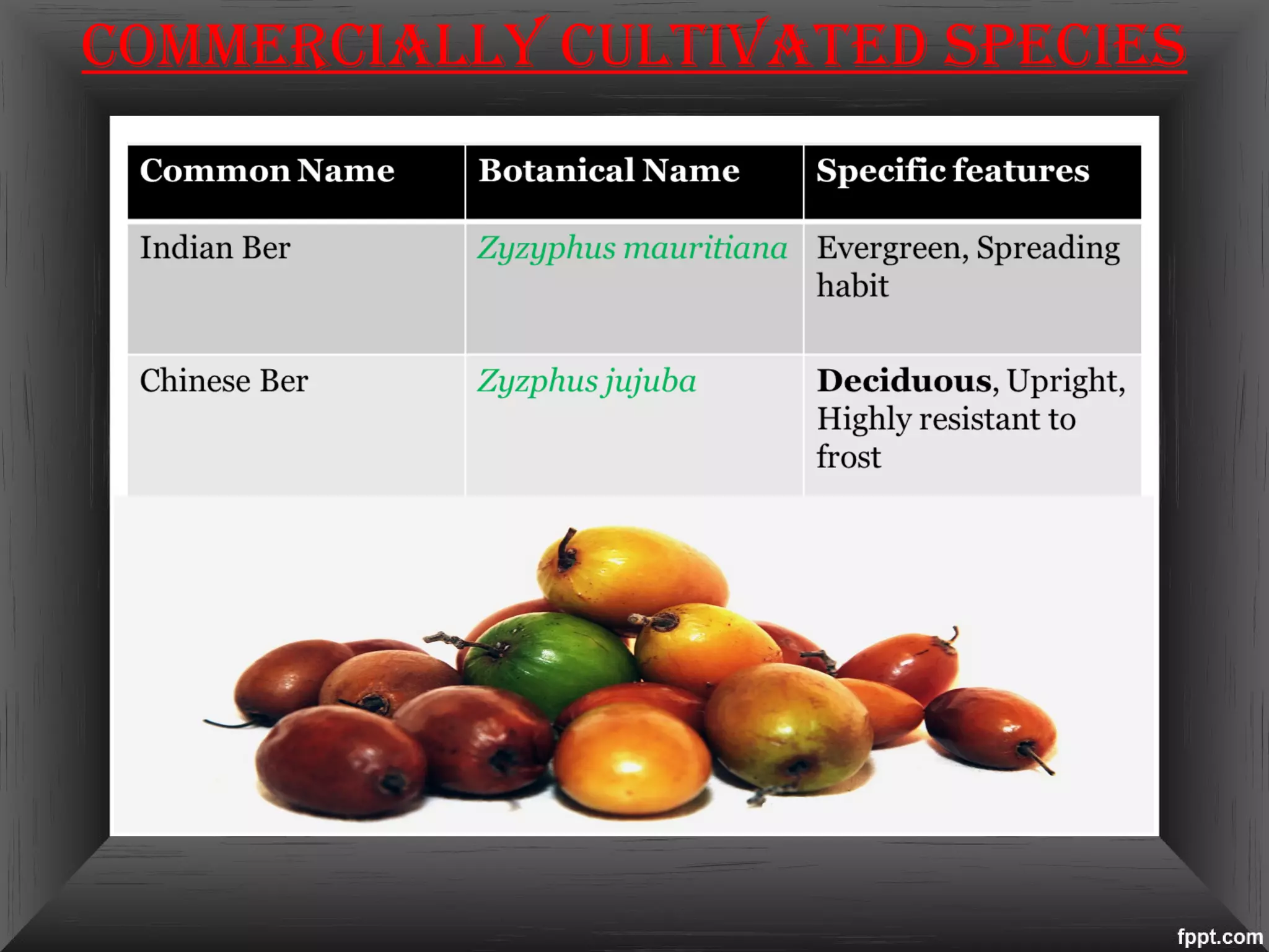 ber fruit cultivation | PPT