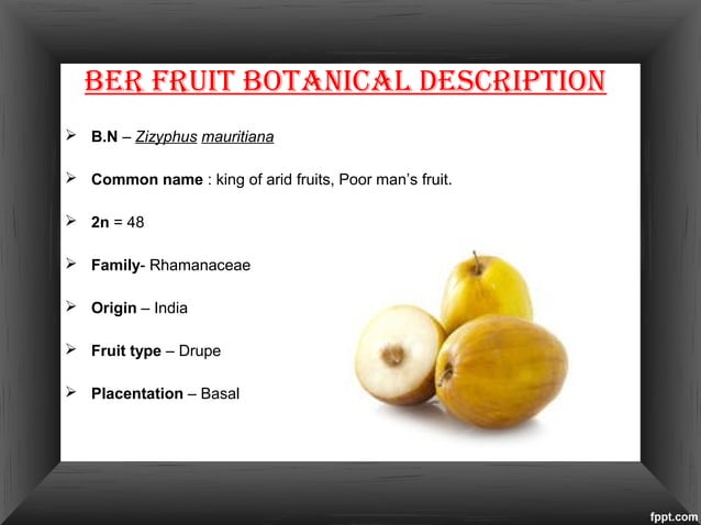 ber fruit cultivation | PPT