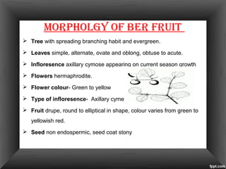 ber fruit cultivation | PPT