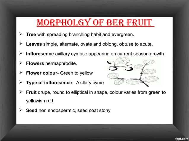 ber fruit cultivation | PPT
