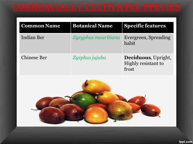ber fruit cultivation | PPT