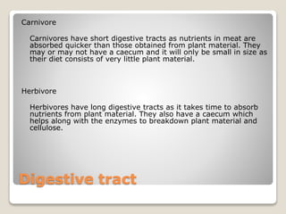 Herbivore Vs Carnivore.pptx