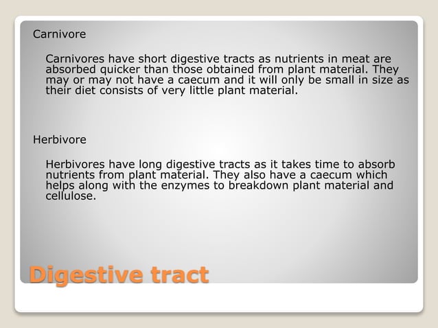 Herbivore Vs Carnivore.pptx