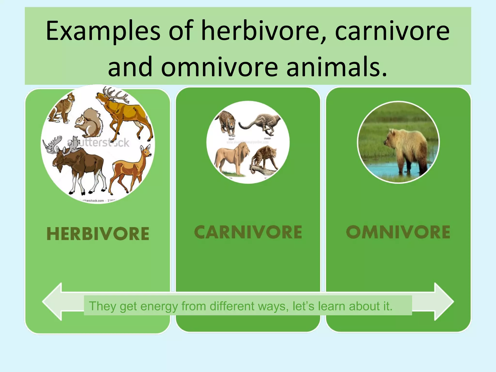 Herbivore, carnivore and omnivore animals | PPT
