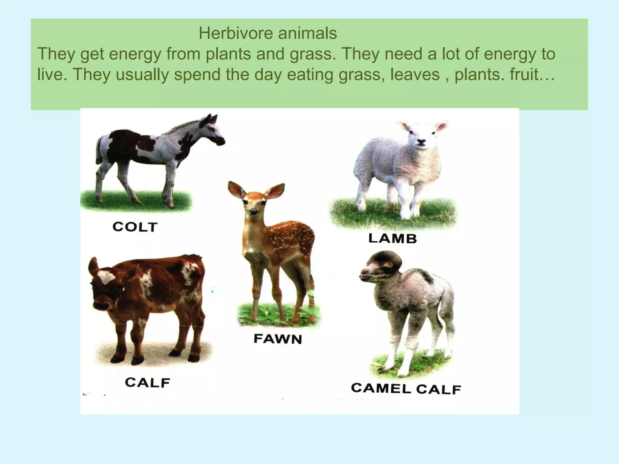 Herbivore, carnivore and omnivore animals | PPT | Vegetarian Diets ...