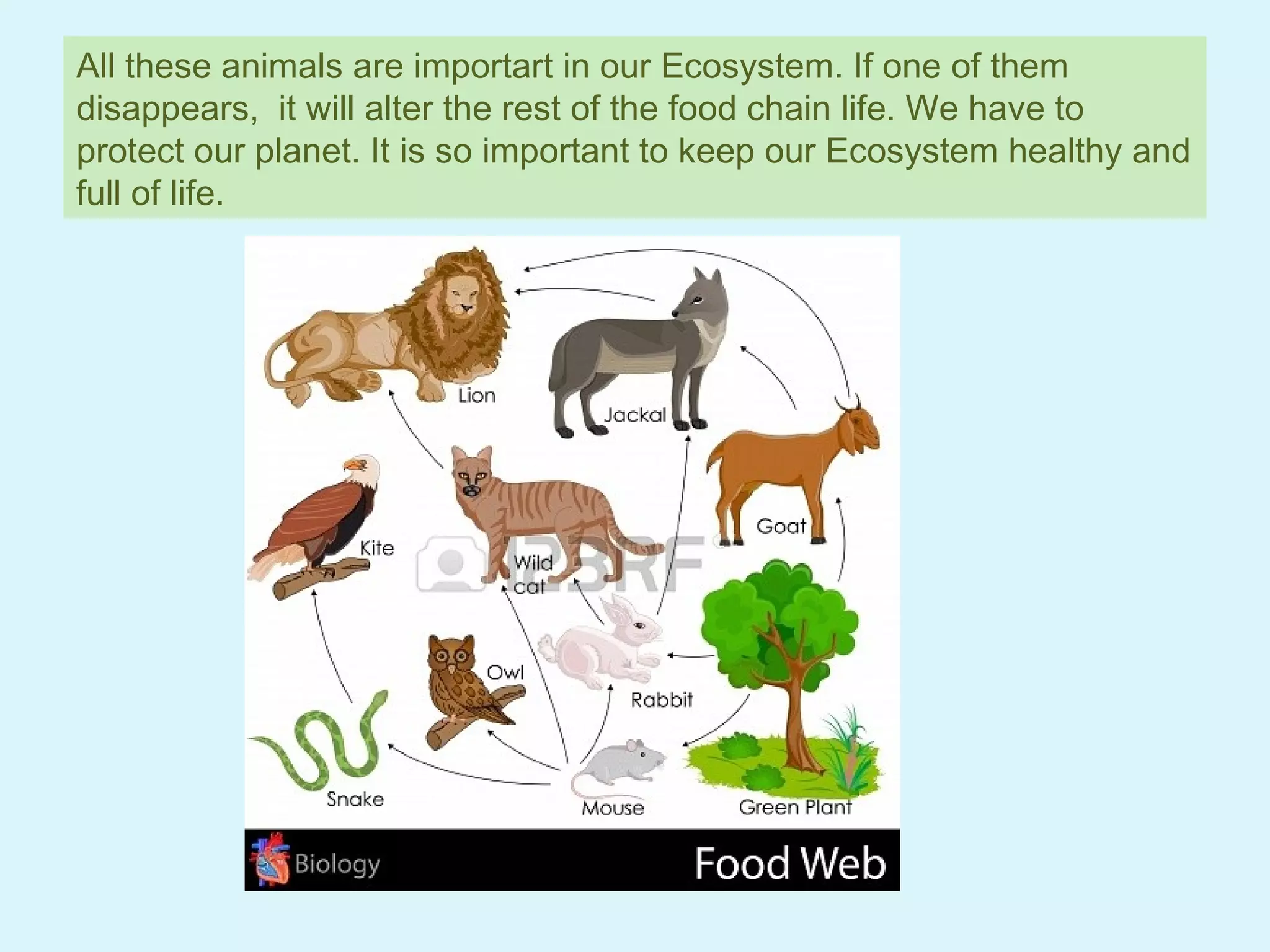 Herbivore, carnivore and omnivore animals | PPT