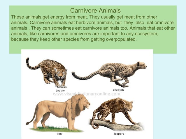 Herbivore, carnivore and omnivore animals | PPT