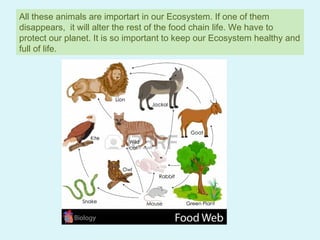 Herbivore, carnivore and omnivore animals | PPT