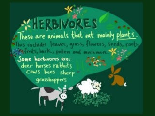 Organisms in an Ecosystem powerpoint | PPTX