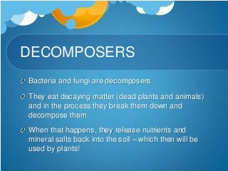 Organisms in an Ecosystem powerpoint | PPT