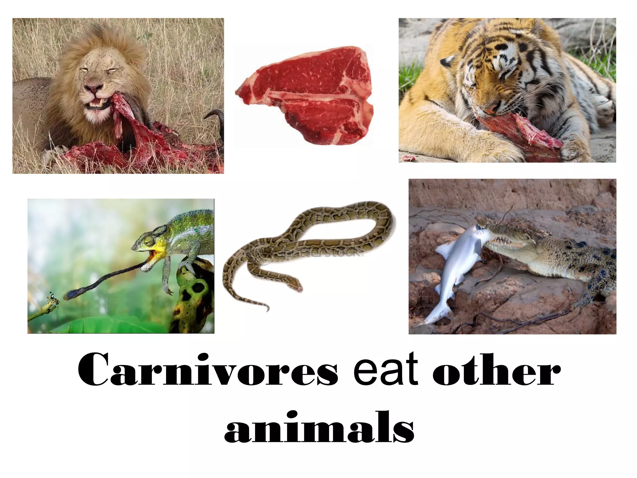 Herbivores, carnivores and omnivores | PPT