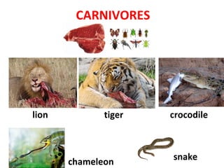 Examples Of Carnivores
