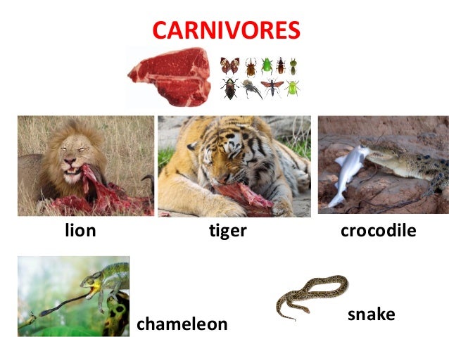Herbivores, carnivores and omnivores